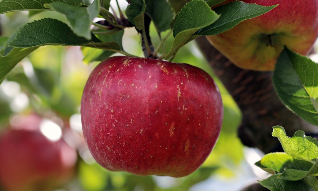 7 Delicious Alternatives to Apples - Substitute Ninja